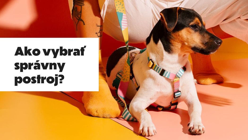 Ako vybrať správny postroj pre psa podľa expertov? - Zuzalo.sk