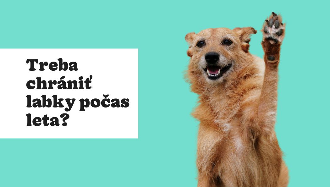 Treba chrániť psie labky počas leta?